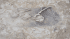4,500-Year-Old Bell Beaker Warrior Burials Discovered in Germany! — My ...