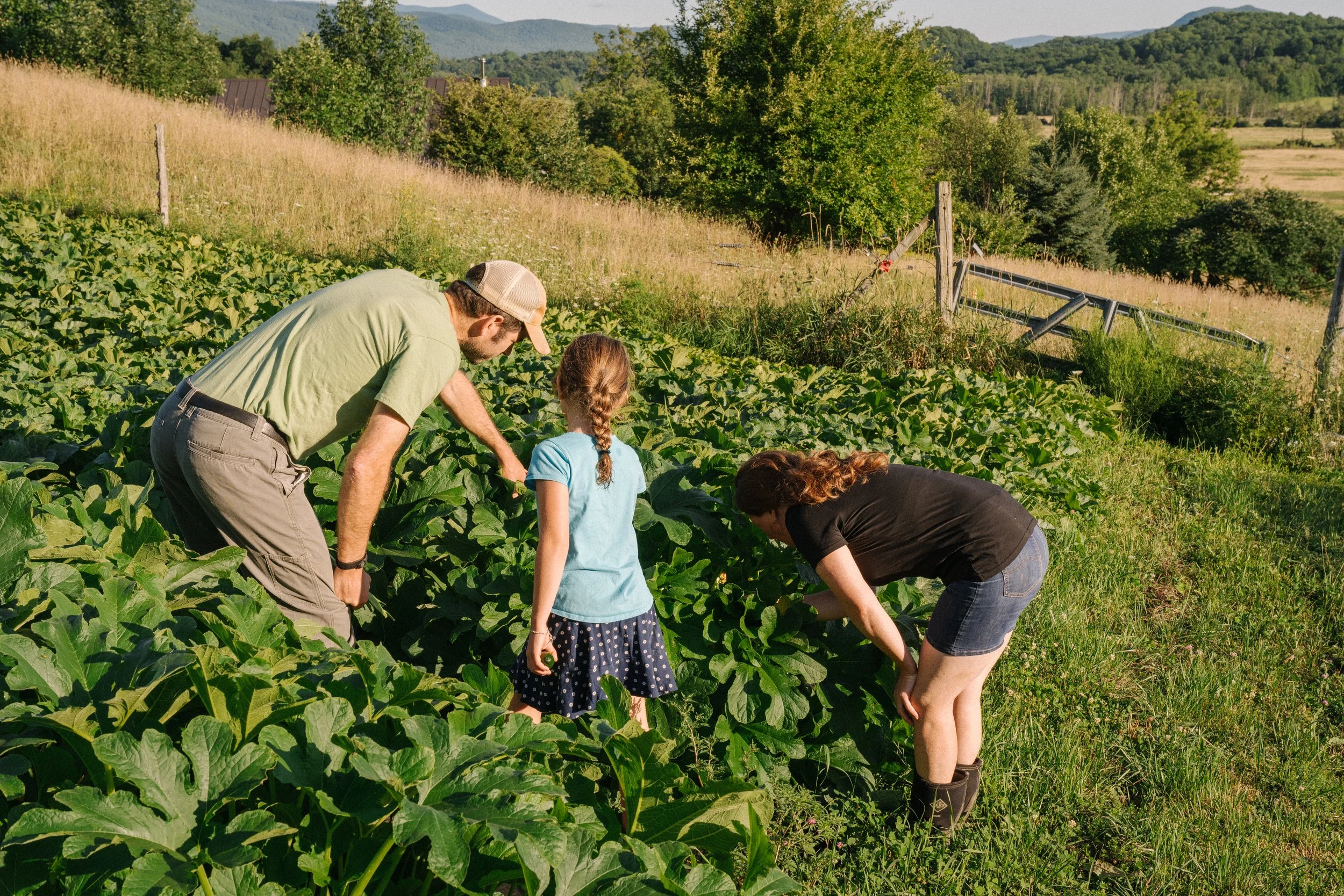 Blog — Trillium Hill Farm