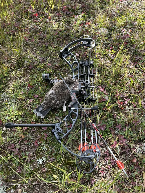 Big Game Hunting: The Only Arrowhead You Can Use — Big Game University