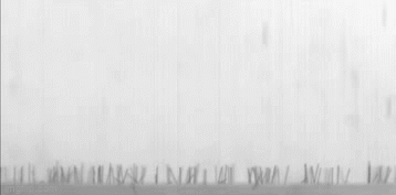 Flocking Process — American Flock Association