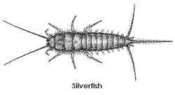 Silverfish — Bug Busters-R-Us Pest Control, Melbourne