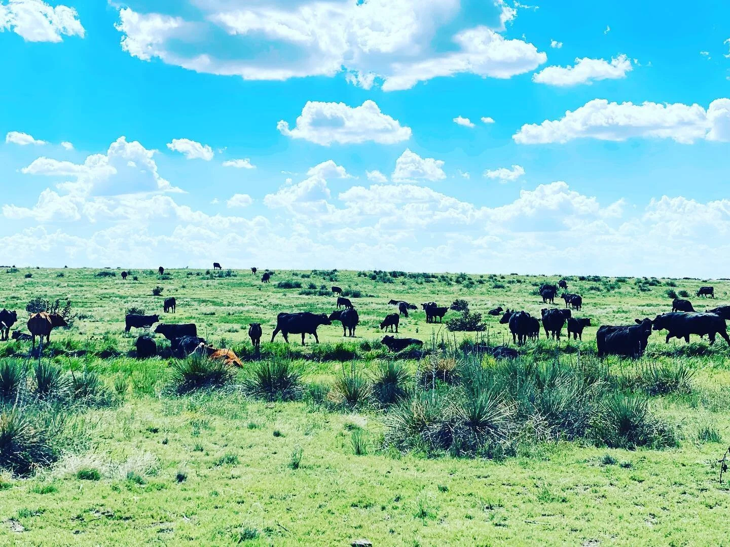 Bamber Ranch | Ranch Raised Beef | Denver & Aurora, CO