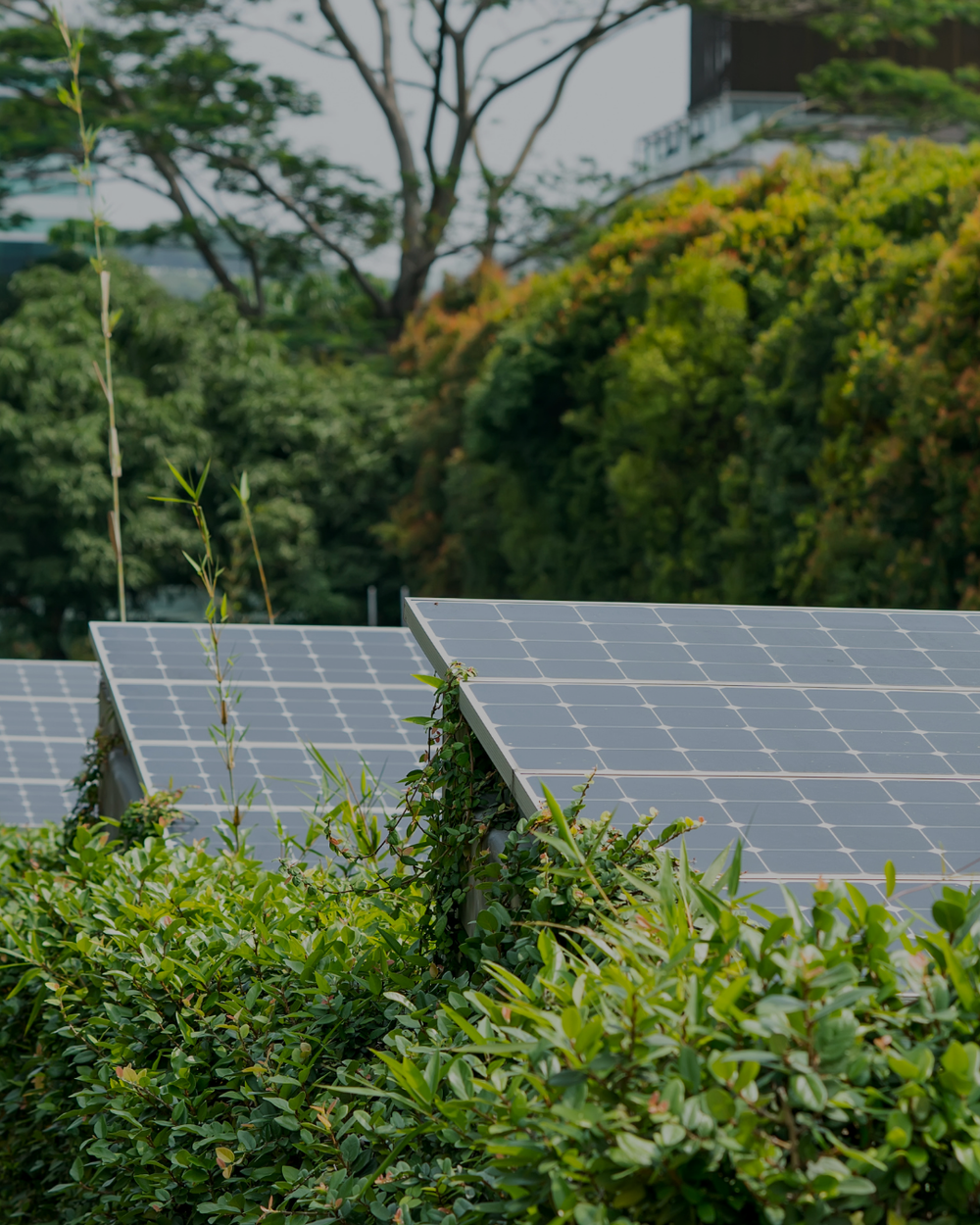 SolarPulse | Top Solar Panel Systems NZ: Your Local Solar Provider