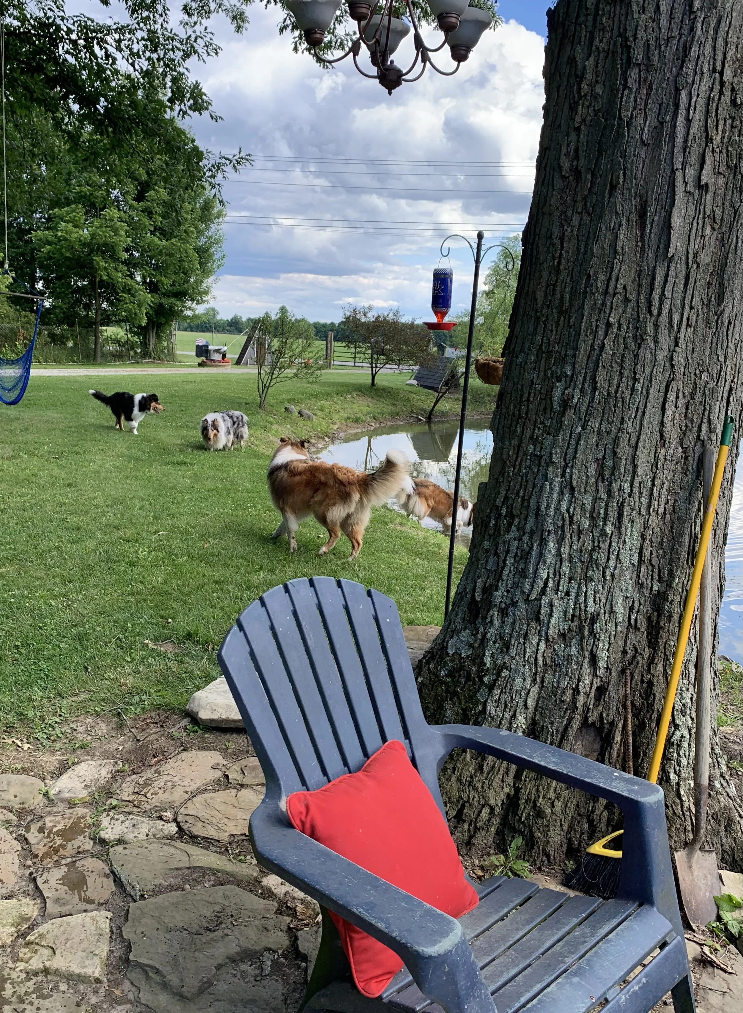 Upcoming Events — Northeast Ohio Collie Rescue