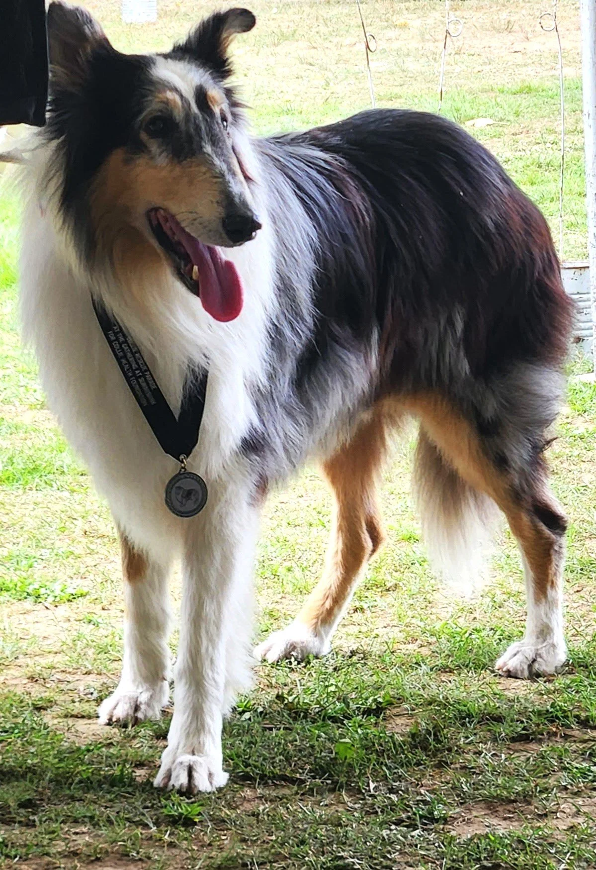 Collies in Care — Northeast Ohio Collie Rescue