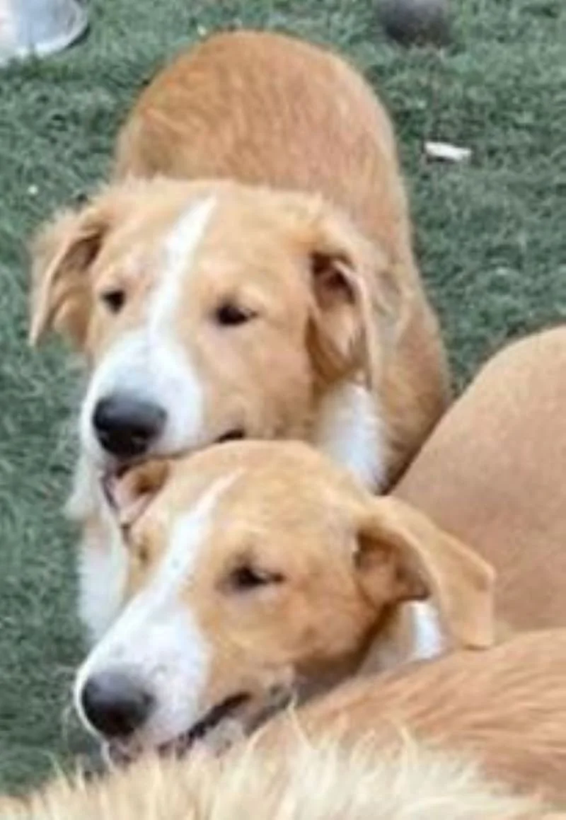 Northeast Ohio Collie Rescue