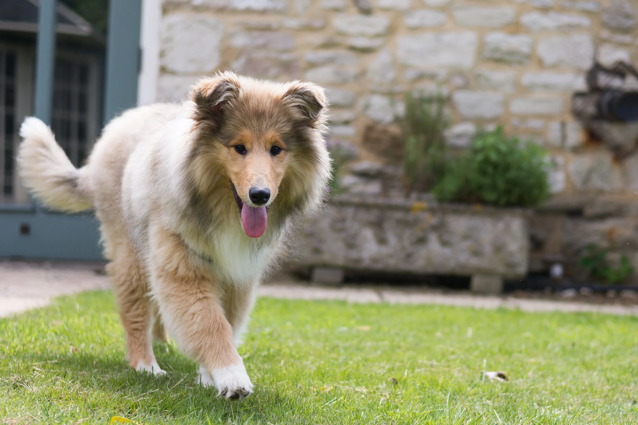 About Us — Northeast Ohio Collie Rescue
