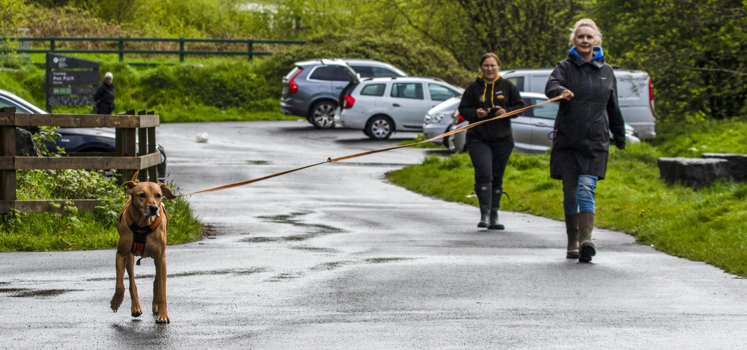 Choosing your mantrailing harness — TAFF TRAILERS