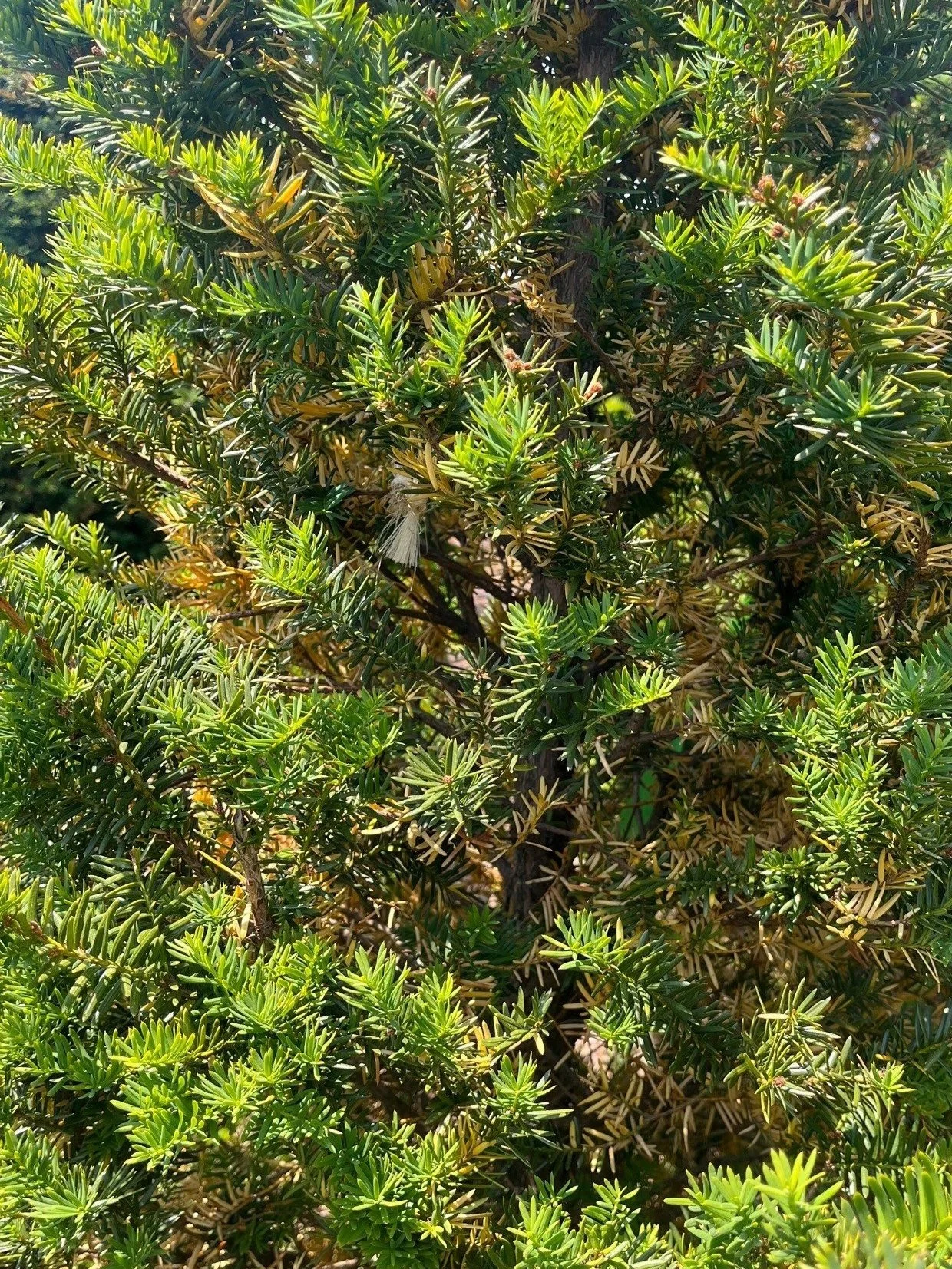 Understanding Yellowing Needles in Yews During Early Summer — Fiore ...