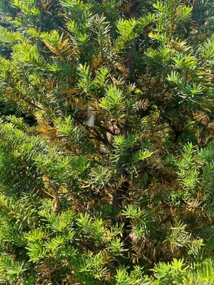 Understanding Yellowing Needles in Yews During Early Summer — Fiore ...