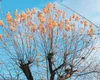 The Dangers of Tree Topping: Why You Should Never Do It — Fiore Nursery ...