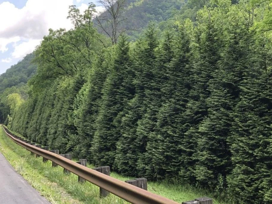 Using Evergreens for Sound Barriers: A Guide for Landscape Contractors ...