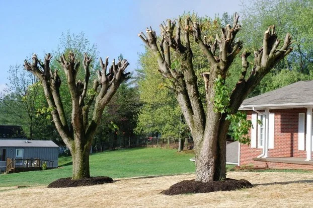 The Dangers of Tree Topping: Why You Should Never Do It — Fiore Nursery ...
