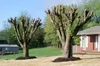 The Dangers of Tree Topping: Why You Should Never Do It — Fiore Nursery ...