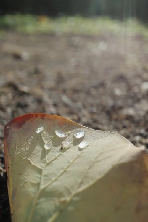 Cotton Color 400 - Film Recipe for Ricoh GR III and GR IIIx — Luke ...