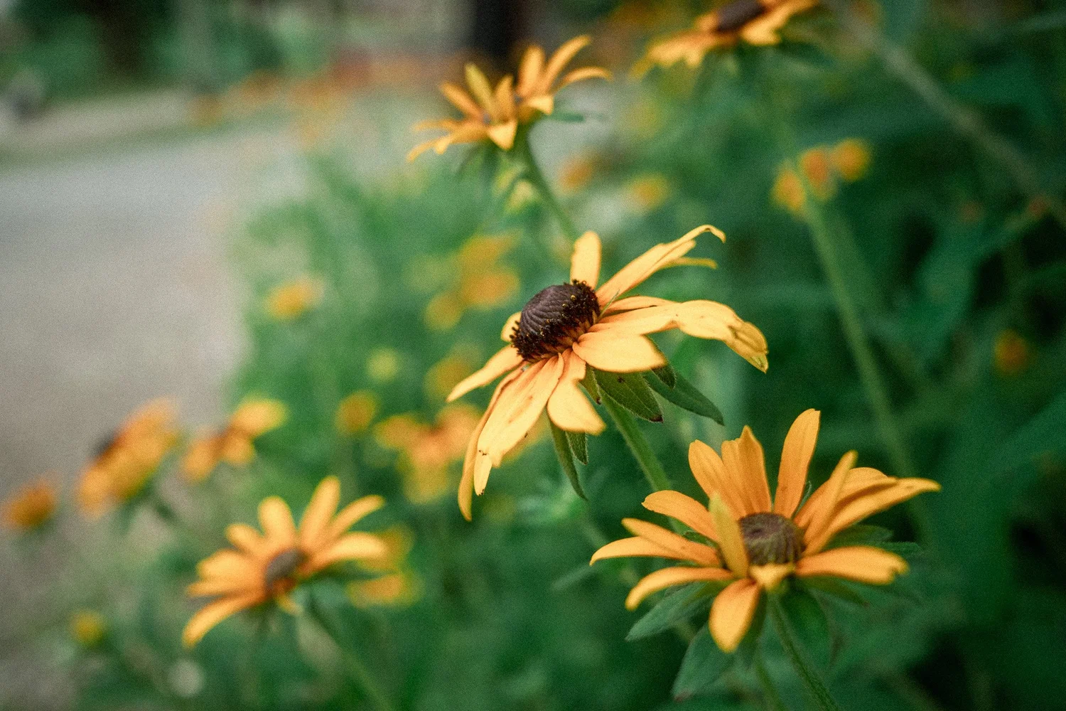 Luke’s Fujifilm Pro 400H Film Simulation - Free Lightroom Preset — Luke ...