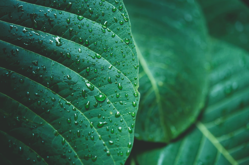 Netflix Sustainability Page | Act to Reduce Emissions — Footprint ...