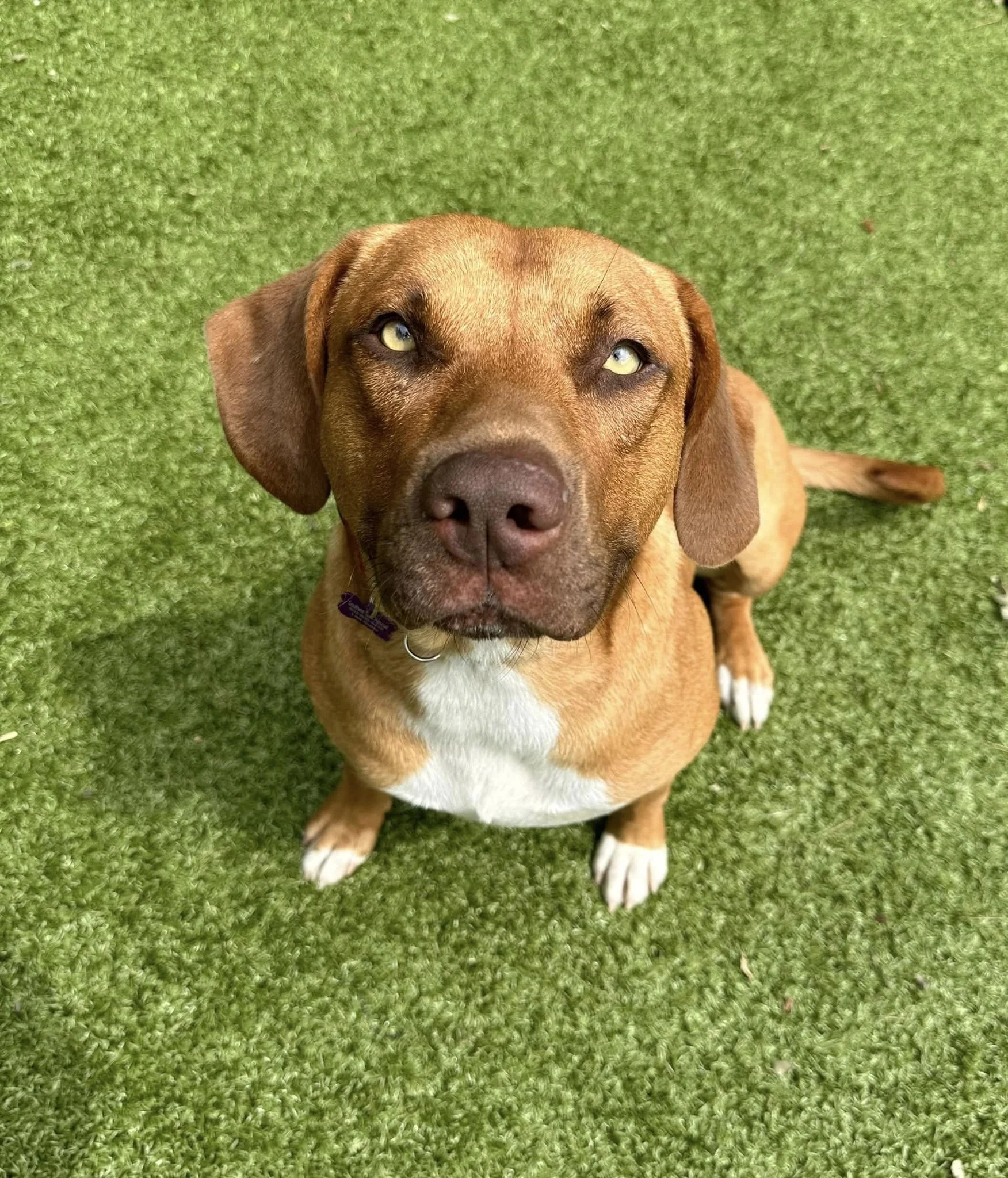 About Us — Southern Tails for Precious Paws