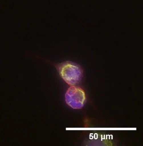 EXPLOR Biologics
