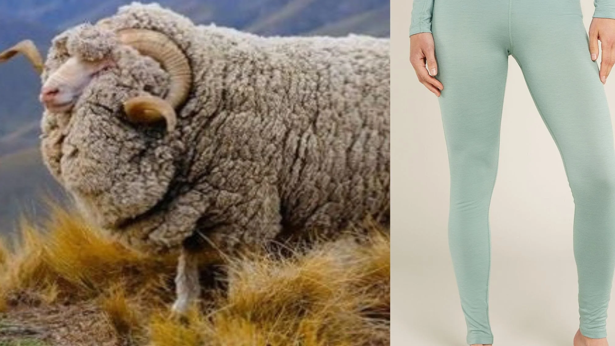 Top 5 *LUXE* Animal Fibres To Keep You Warm This Winter! — The Neon ...