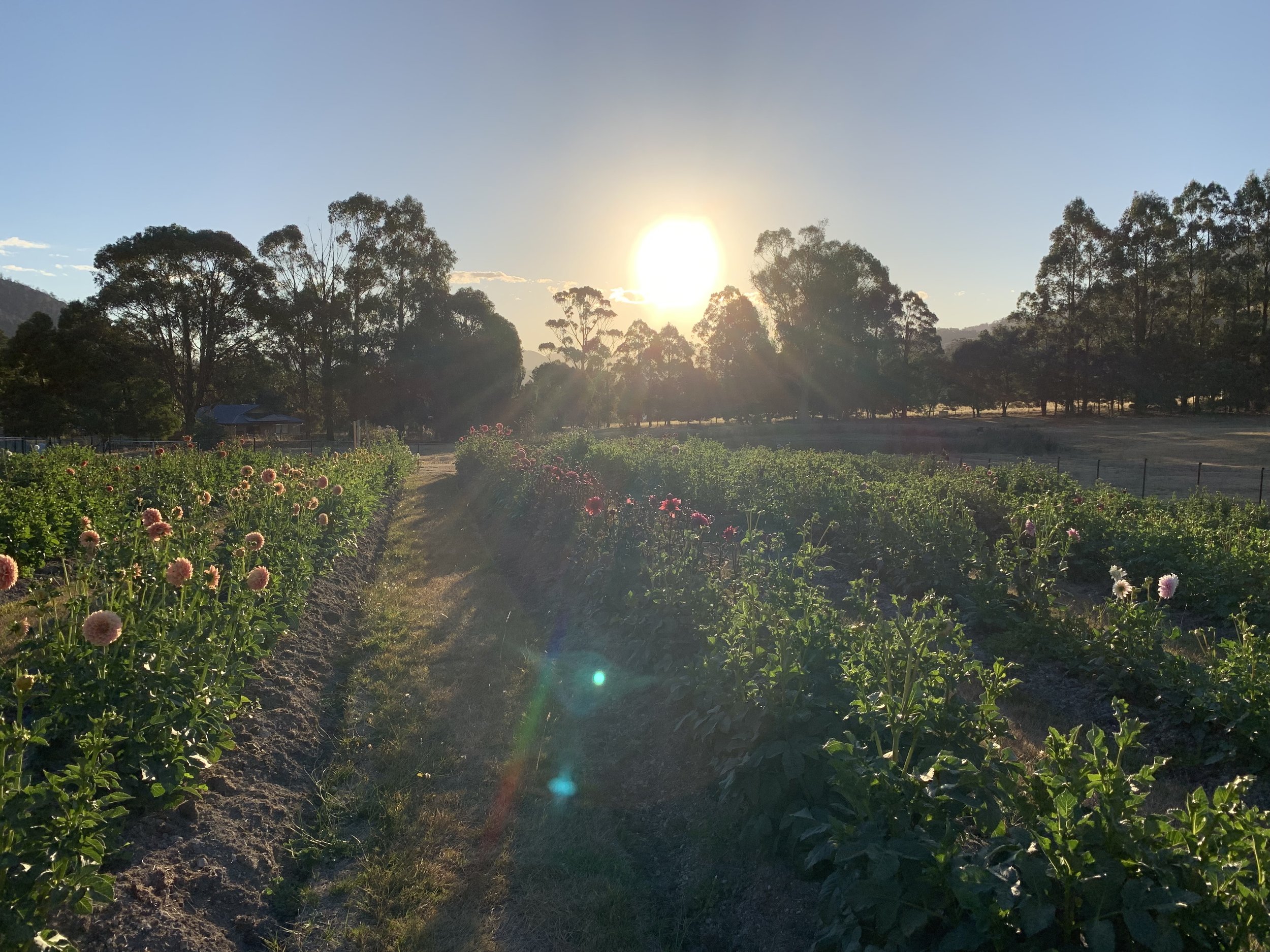 WE BOUGHT A LITTLE FARM