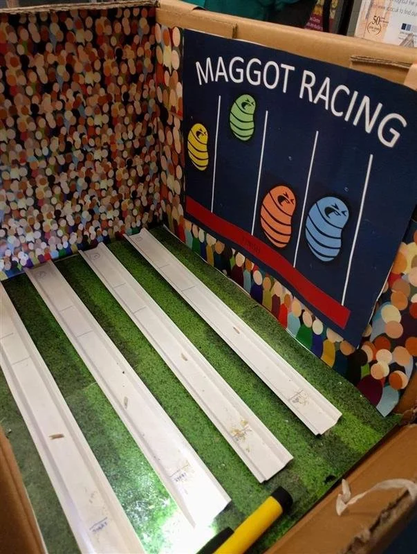 Maggot Racing At The Spring Fling — Dr Beccy Corkill