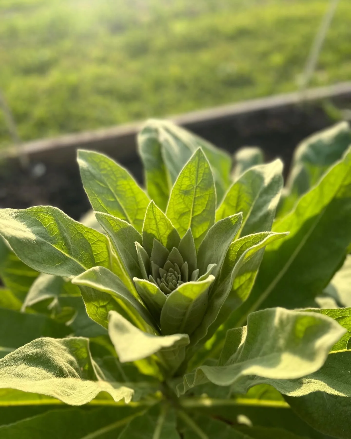 Urban Native Collective