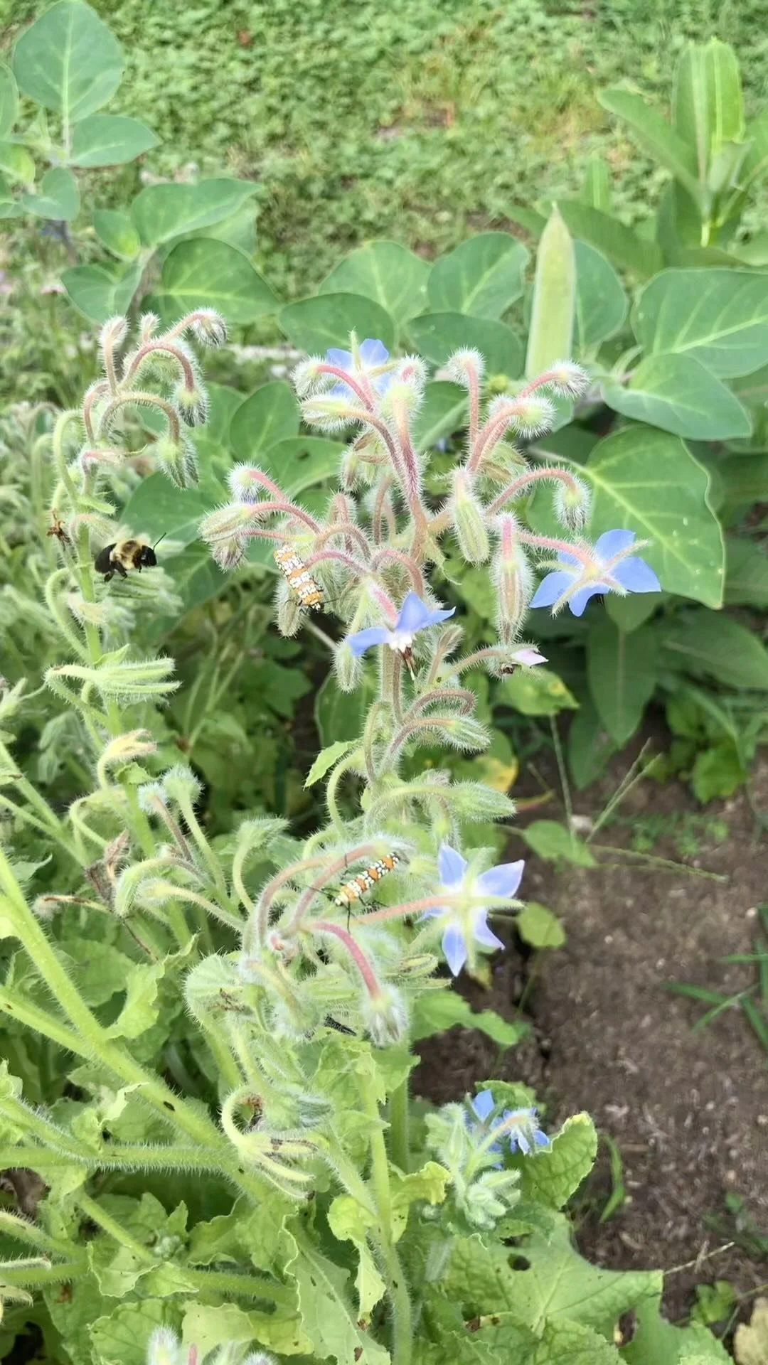 Urban Native Collective