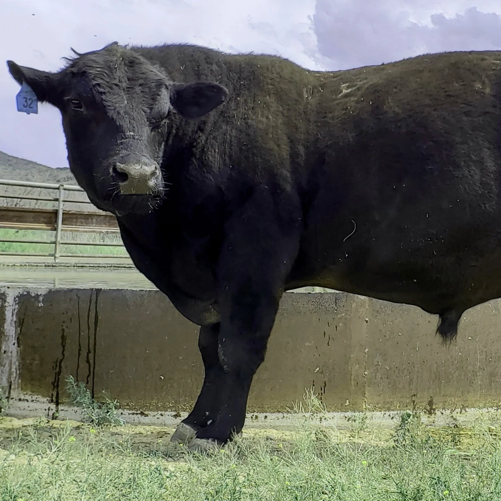 Livestock — Bar X Bar Beef