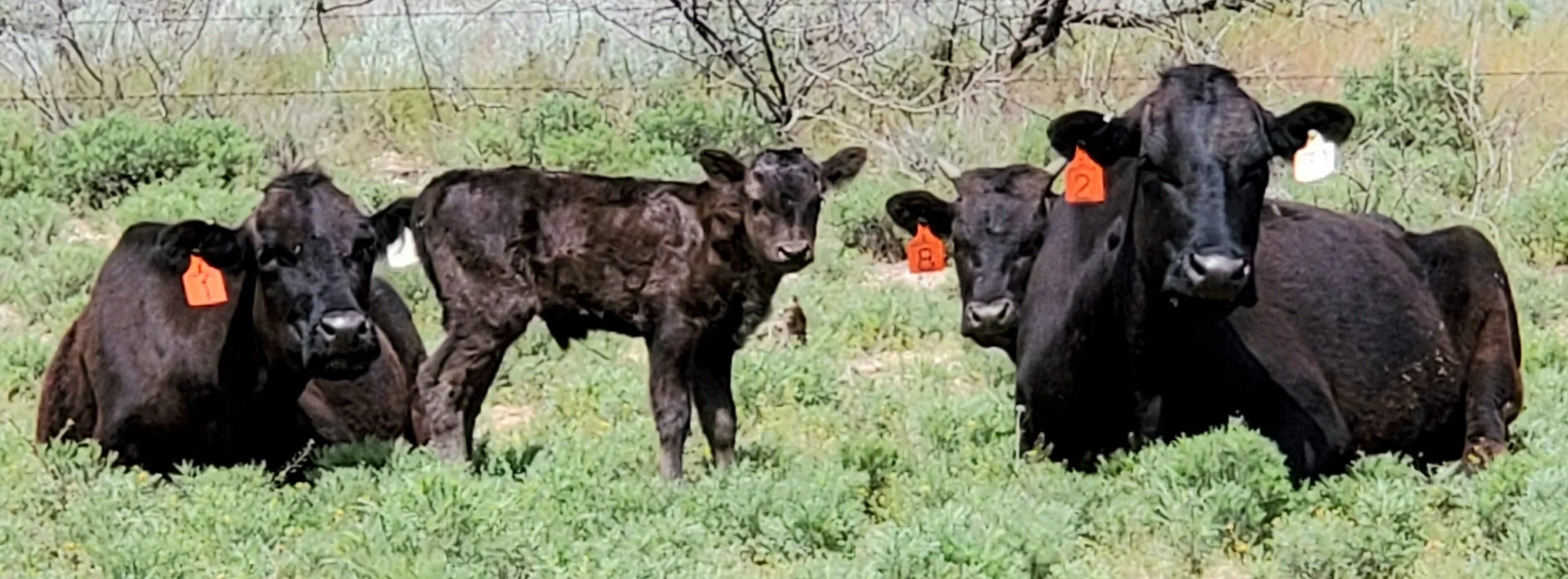 Our Story | Family Owned & Operated — Bar X Bar Beef