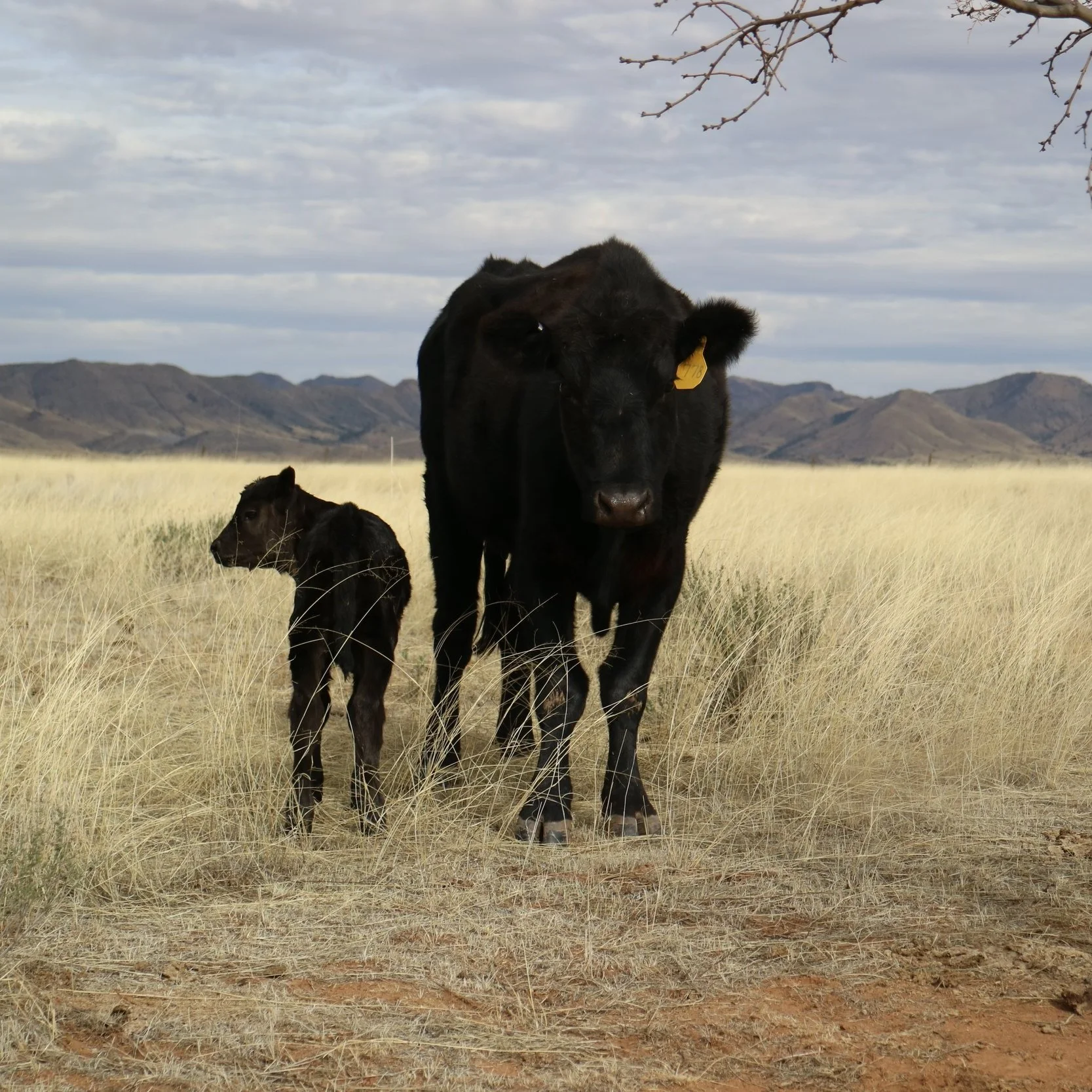 Bar X Bar Beef | Full Blood Wagyu | American Wagyu | Angus | Willcox, AZ