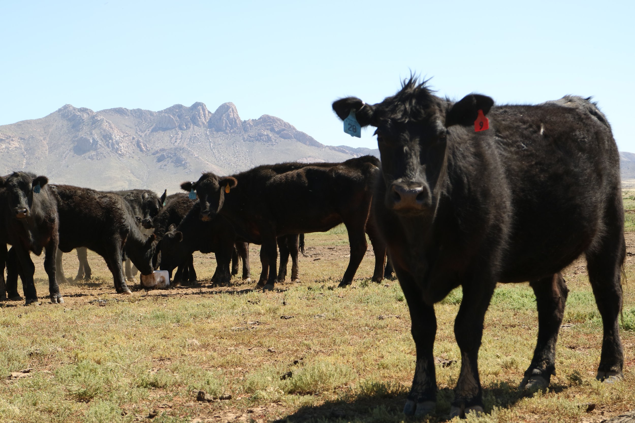 Bar X Bar Beef | Full Blood Wagyu | American Wagyu | Angus | Willcox, AZ