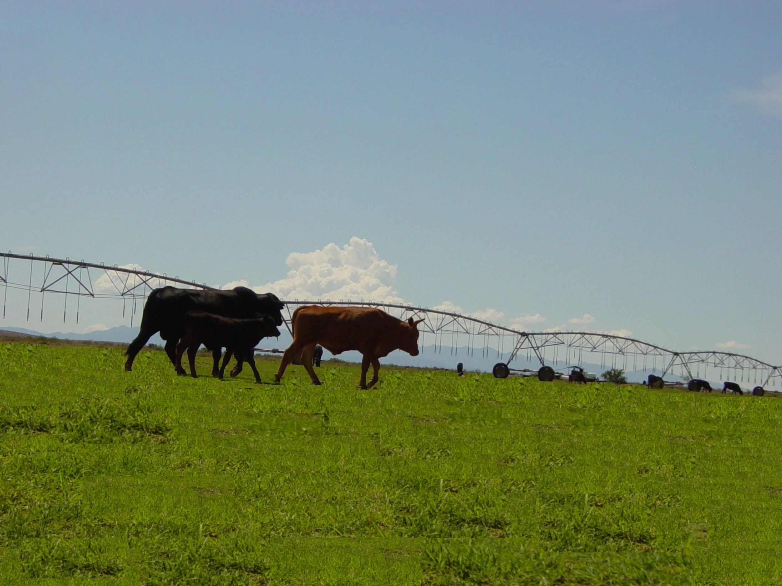 Livestock — Bar X Bar Beef