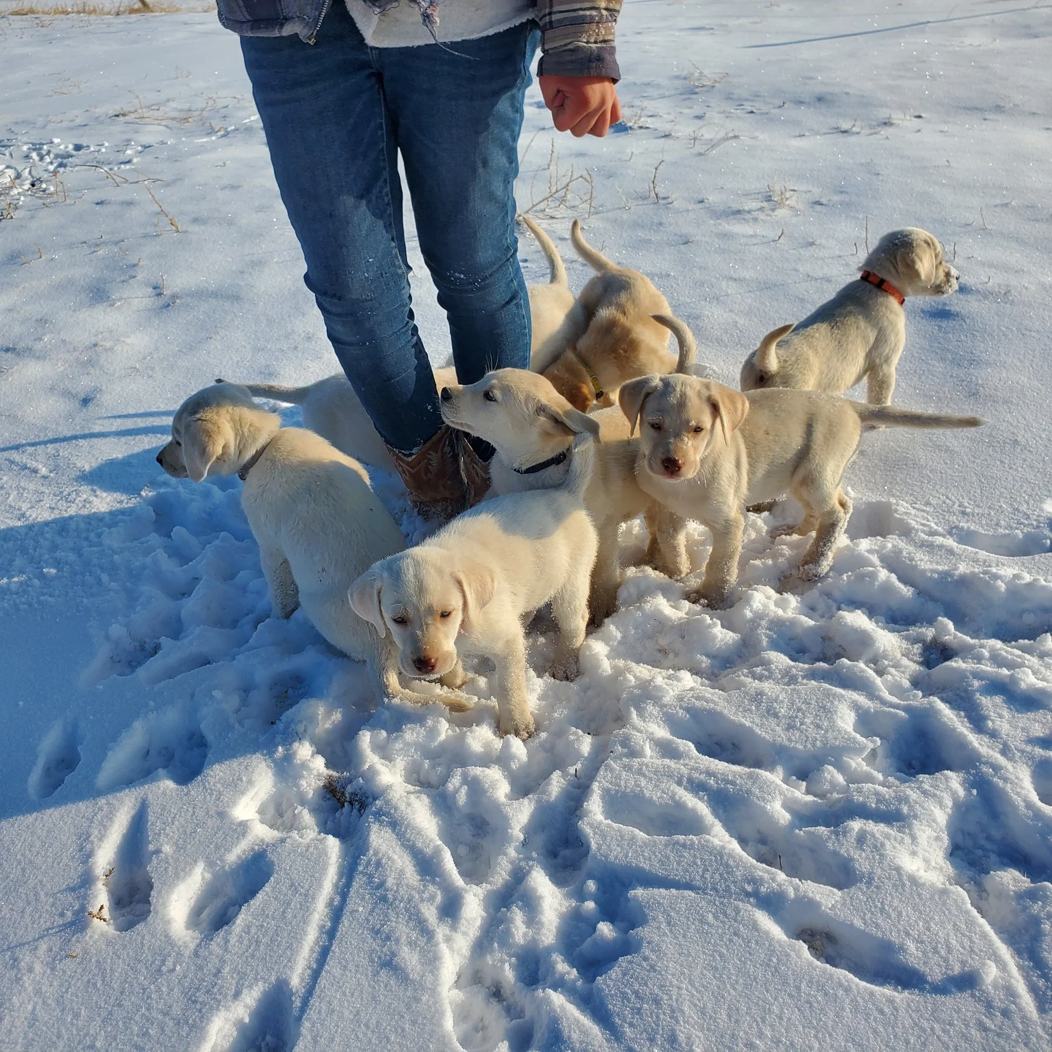 Whistling Prairie Labradors
