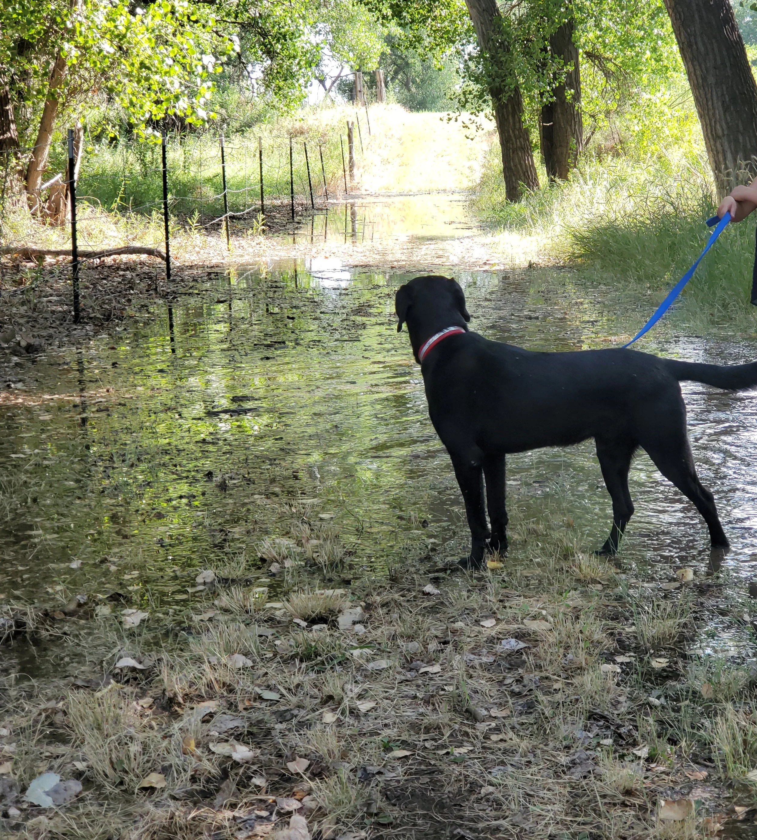 About — Whistling Prairie Labradors