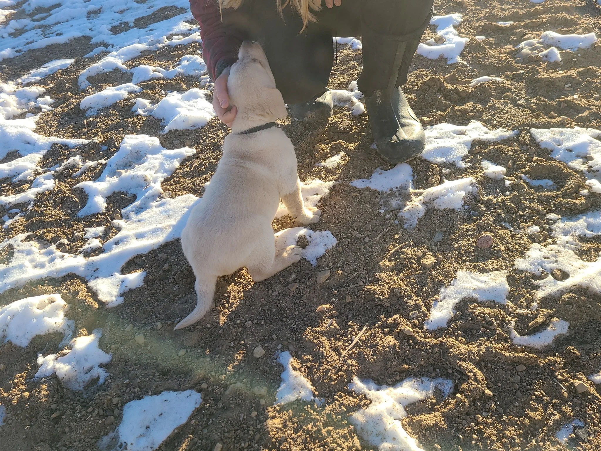 Whistling Prairie Labradors