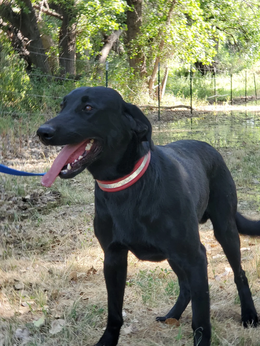 About — Whistling Prairie Labradors