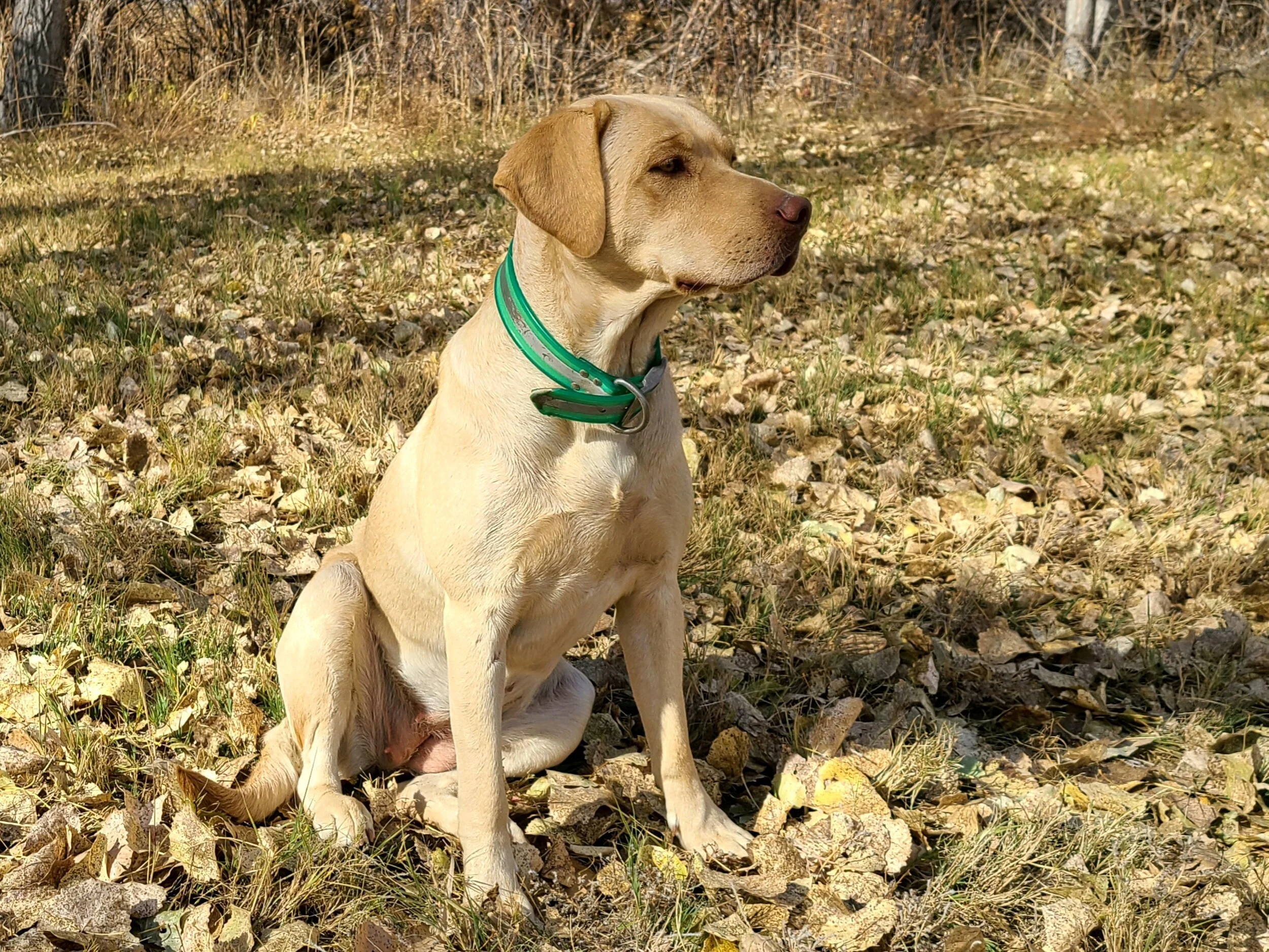About — Whistling Prairie Labradors