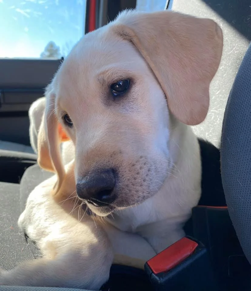 Reviews 1 — Whistling Prairie Labradors