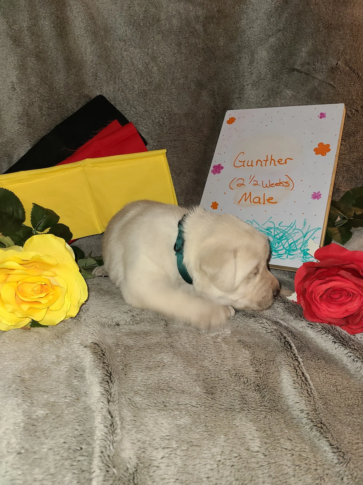 Gallery 3 — Whistling Prairie Labradors