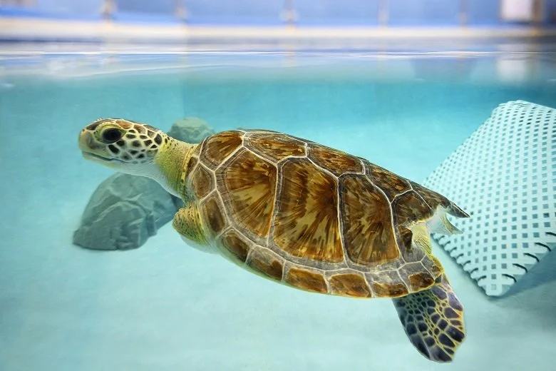 Sea Turtle Baby Shower on Pensacola Beach June 6, 2026 — Must Do Pensacola