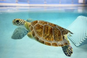 Sea Turtle Baby Shower on Pensacola Beach June 6, 2026 — Must Do Pensacola