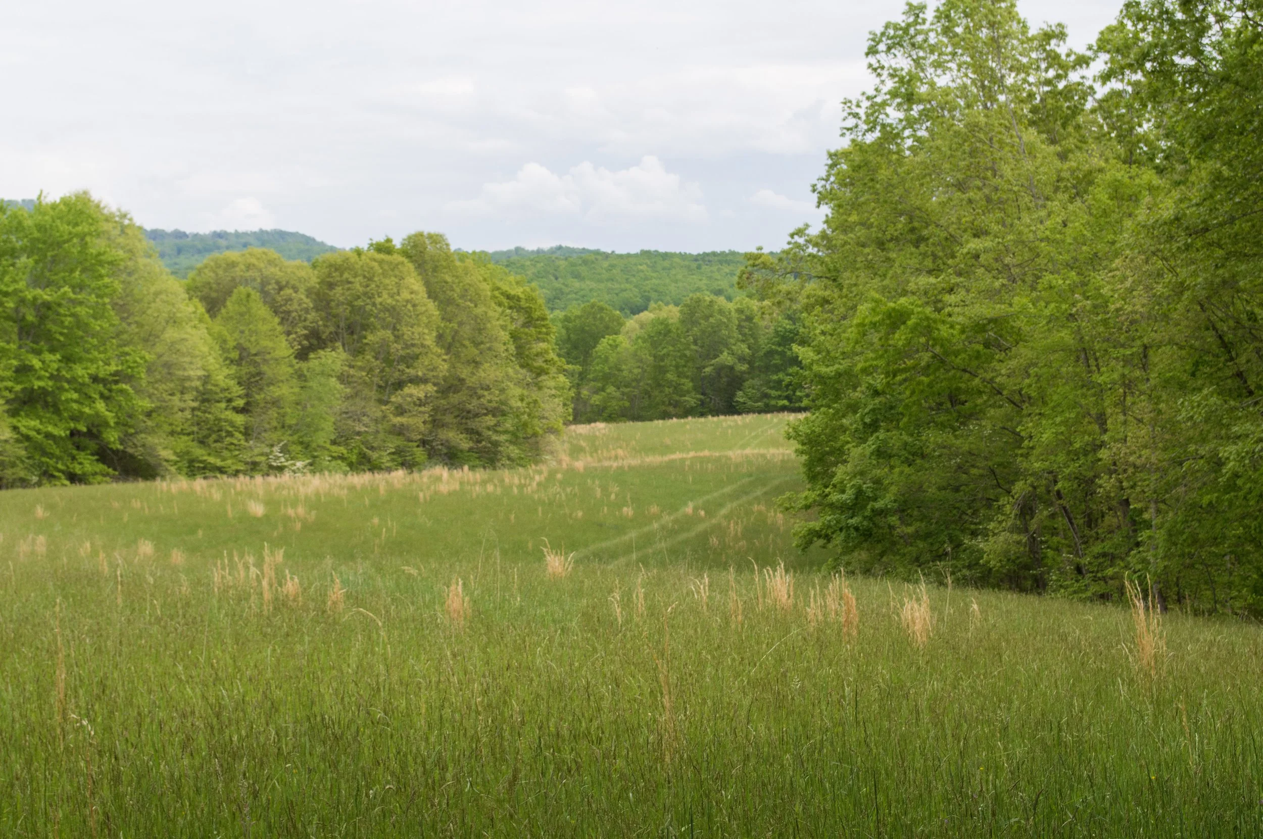 Blog 1 — drawsandmeadows.com