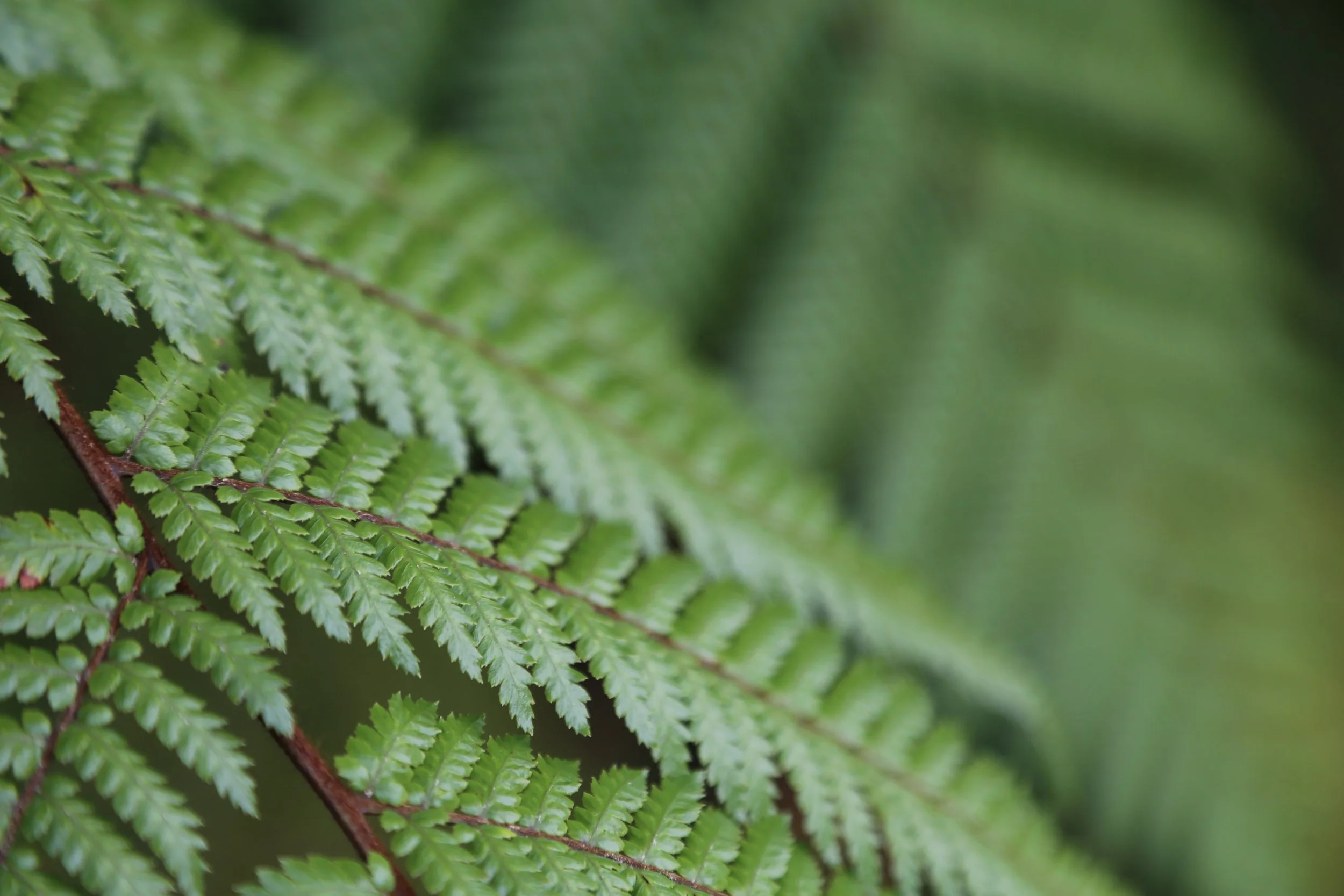 Pou Tangata Leadership — Pou Tangata