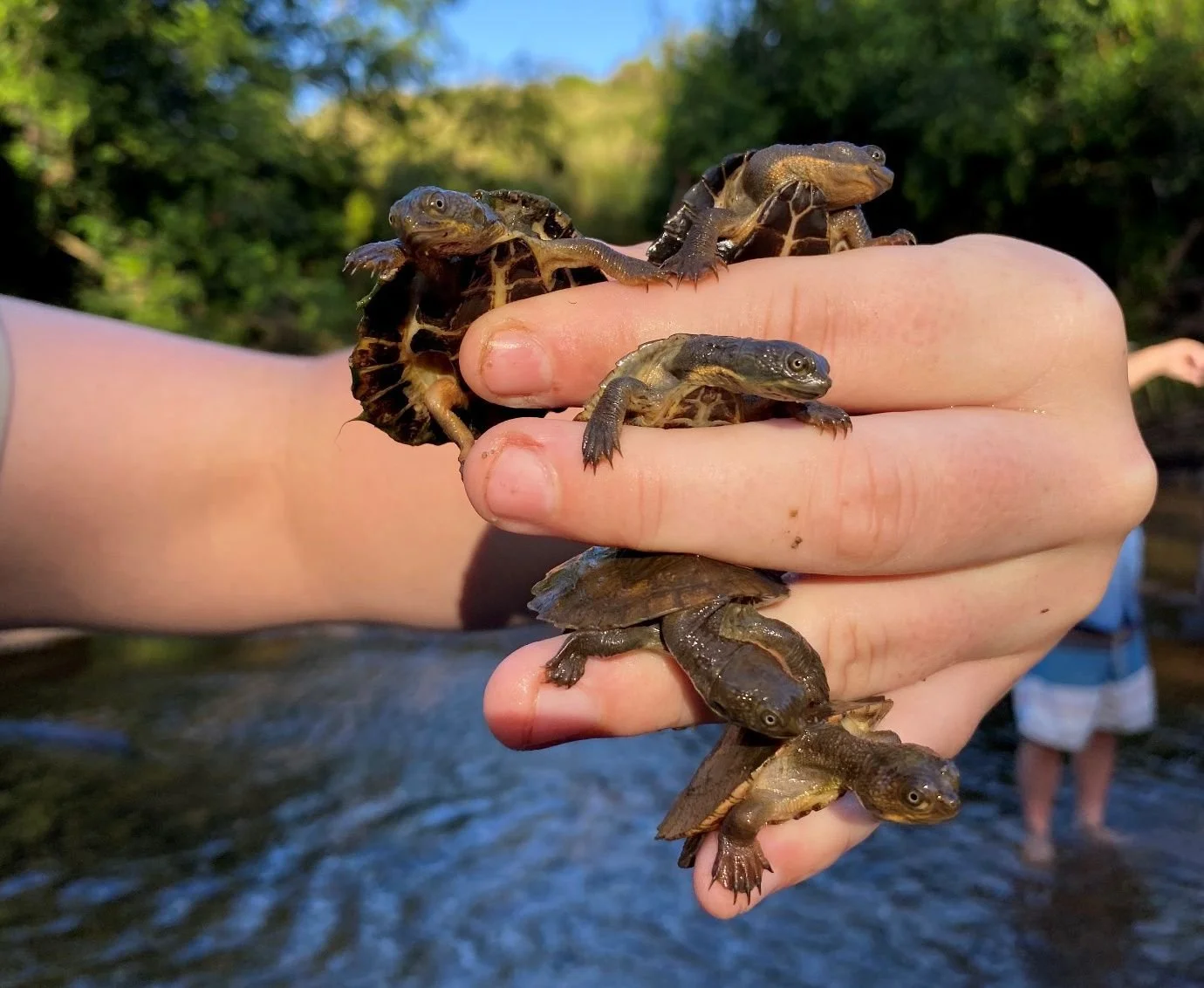 Outlook improves for endangered Mary River turtle — BMRG