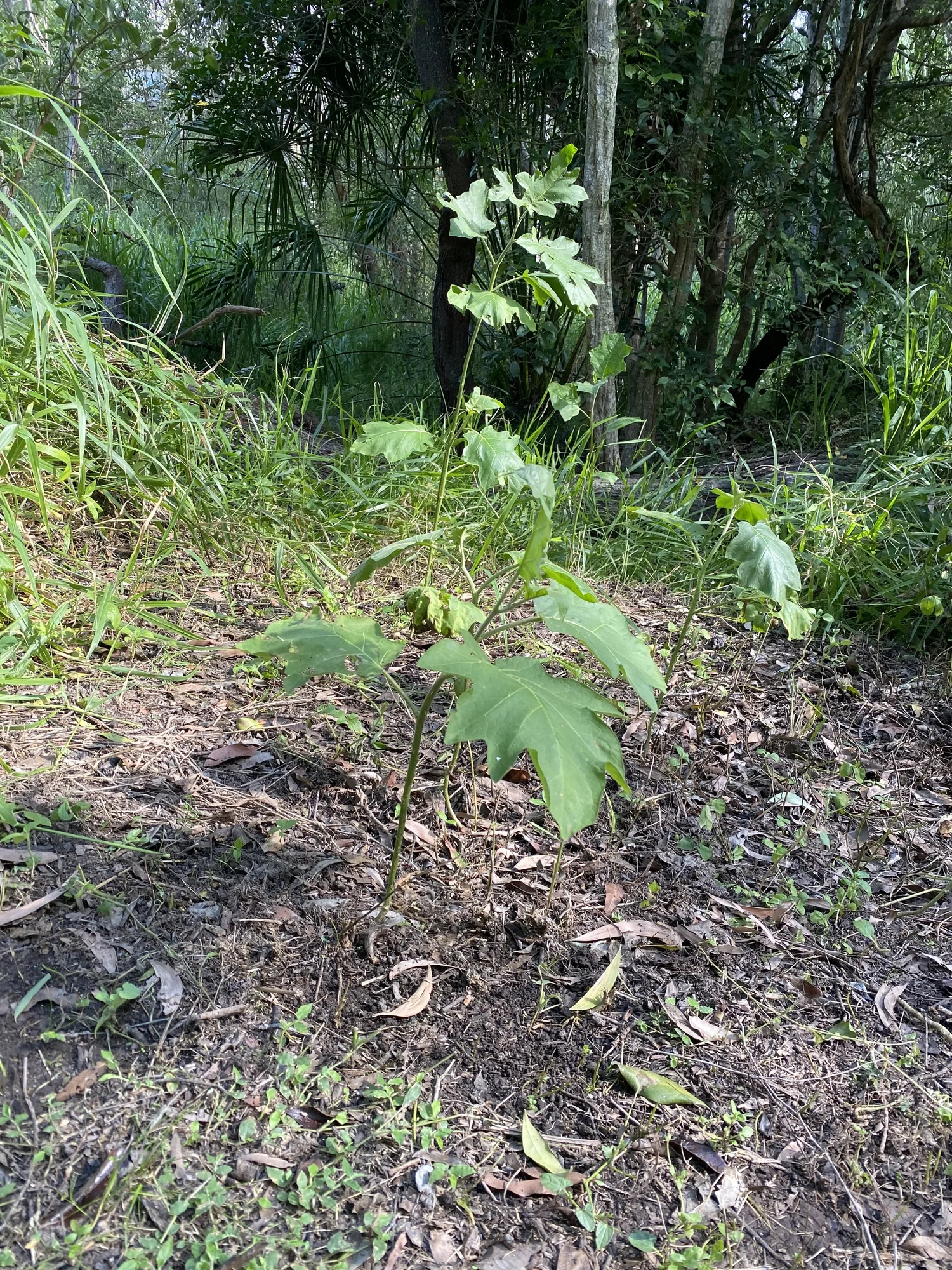 Botanical Battles: Friend or Foe? Devil’s Fig – The Prickly Invader — BMRG