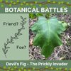 Botanical Battles: Friend or Foe? Devil’s Fig – The Prickly Invader — BMRG