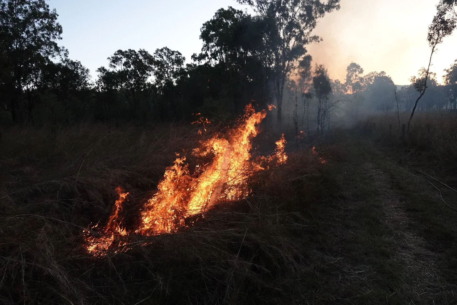 Black Summer Bushfires Recovery — BMRG