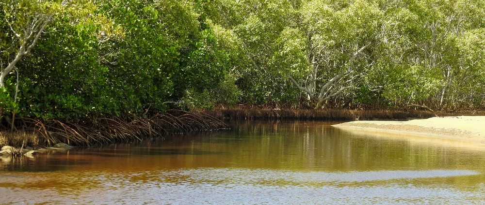 Mangroves and Blue Carbon — BMRG