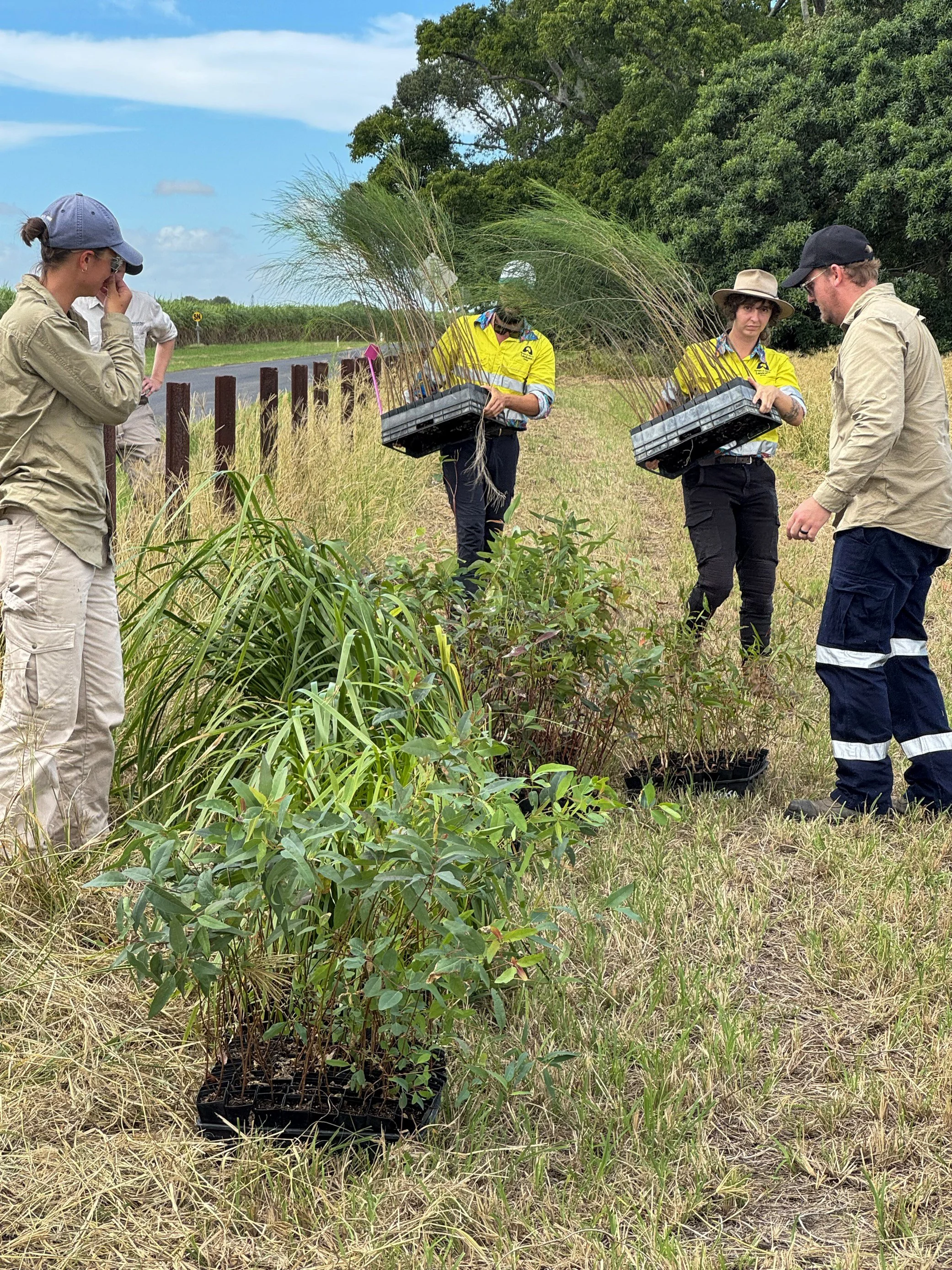 Revegetation Revival: Burnett River Restoration Effort — BMRG